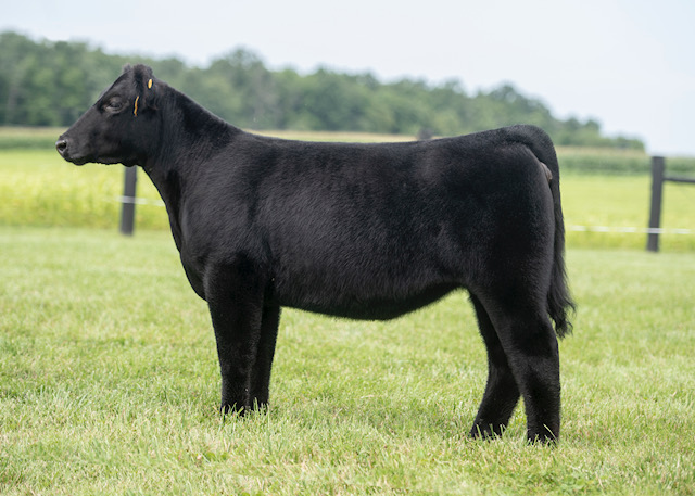 RC Show Cattle