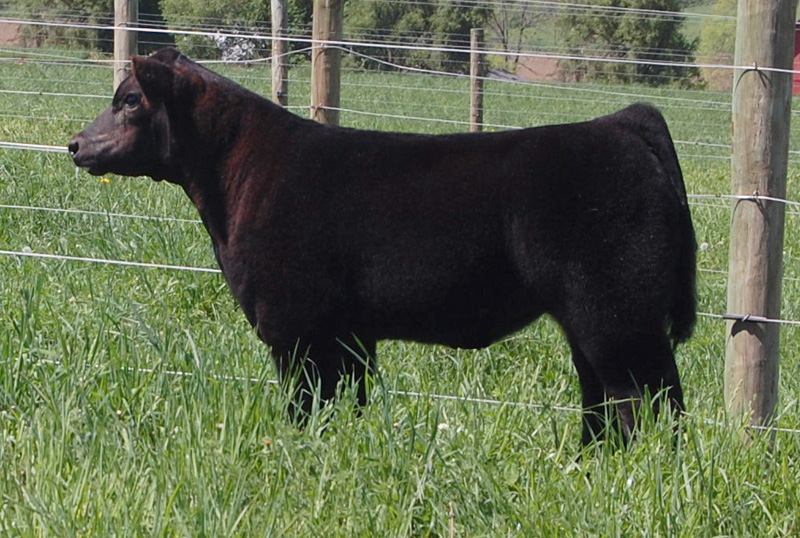 Welcome to Schaeffer & Tice