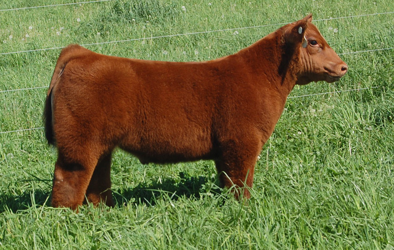 Welcome to Schaeffer & Tice