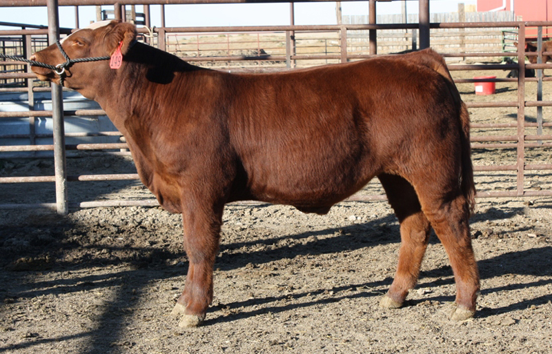 New Page 1 [www.showsteers.com]