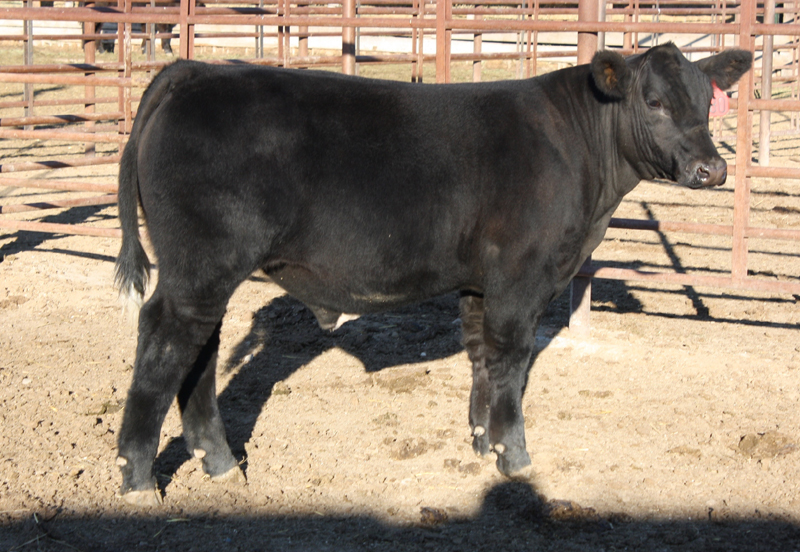 New Page 1 [www.showsteers.com]