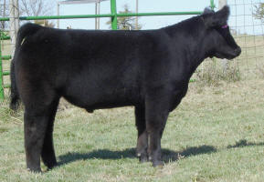 Sandy & Shanks Showsteers