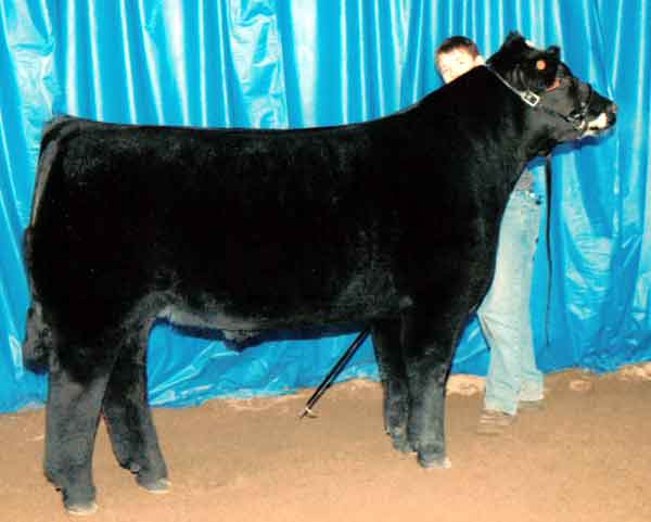 Sandy & Shanks Showsteers