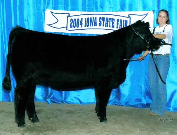 Sandy & Shanks Showsteers