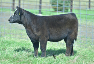 Swanosn Cattle Company Sale Cattle
