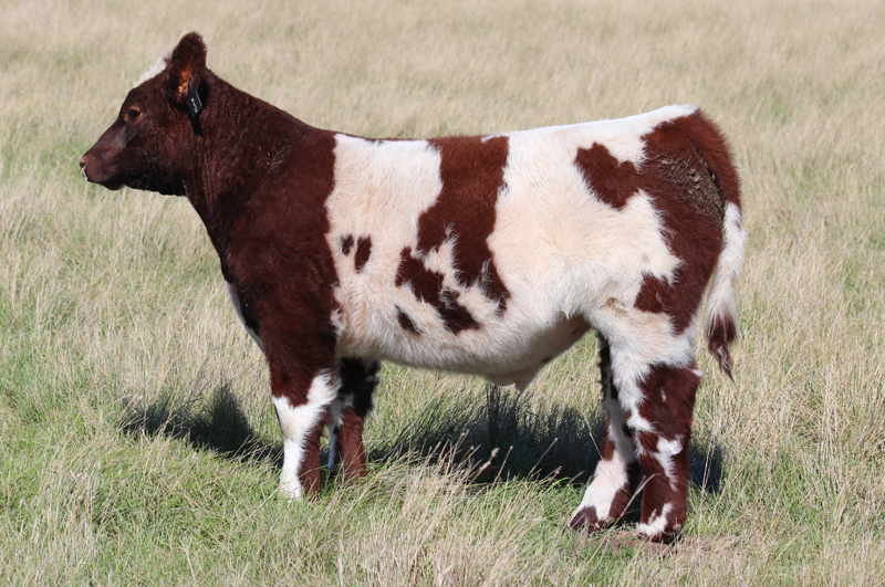 Lot 3 Two Tone x 5200 Donor Steer